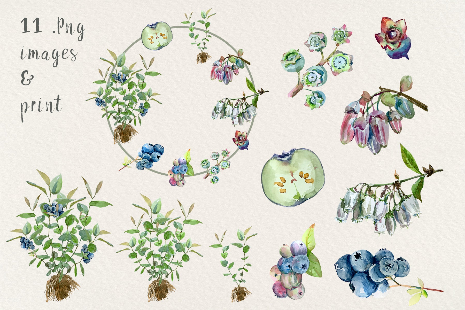 Blueberry Life Cycle Clip Arts and Print - Etsy