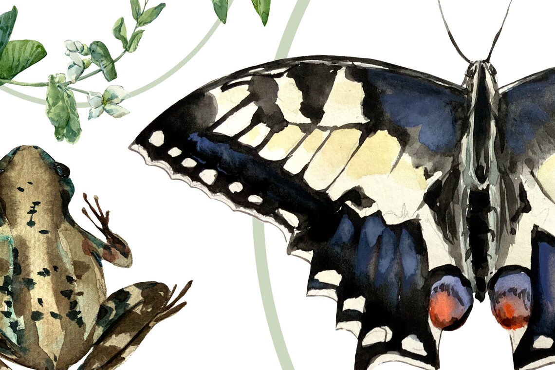 Watercolour Life Cycles Poster Bundle - Etsy