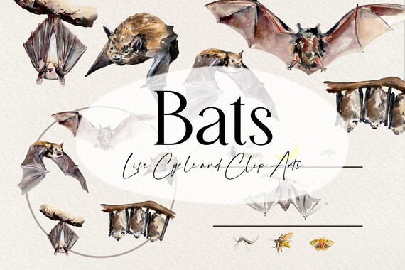 Watercolor Bat Life Cycle and Clip Arts - Etsy