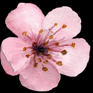 17 Watercolor Cherry Blossom Clip Art Wreath Border - Etsy