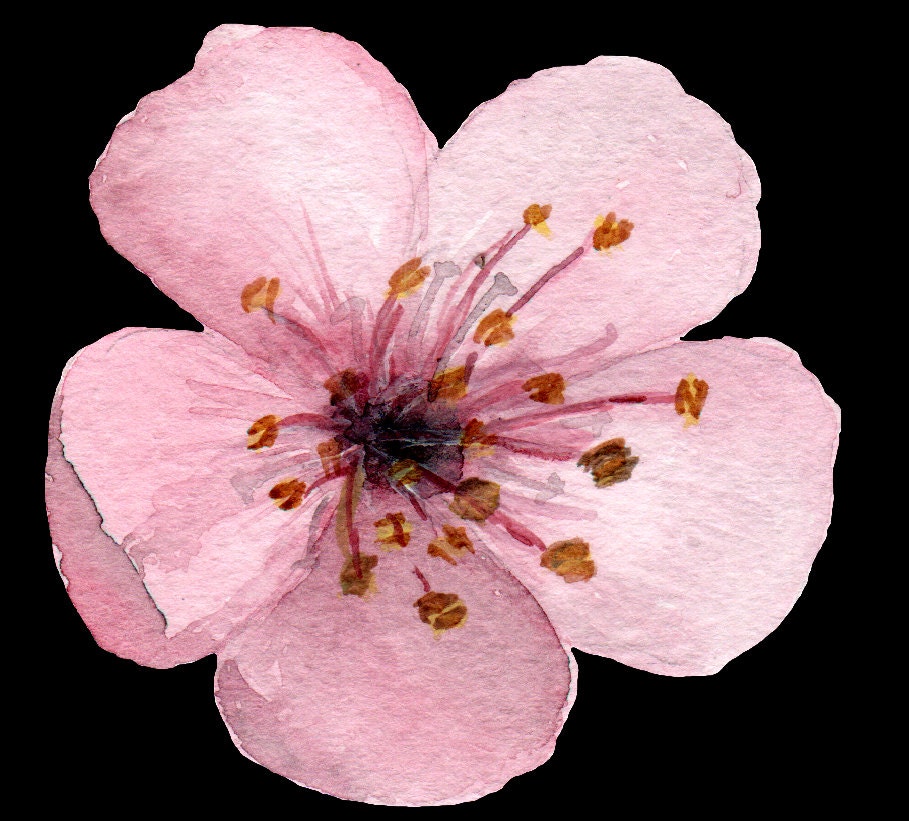 17 Watercolor Cherry Blossom Clip Art Wreath Border - Etsy