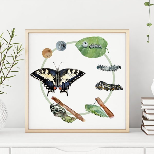 Butterfly Life Cycle - Etsy