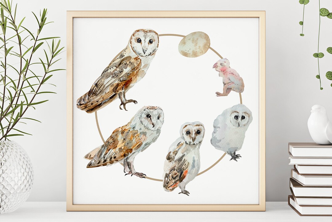 Owl Life Cycle Clip Arts and Print - Etsy