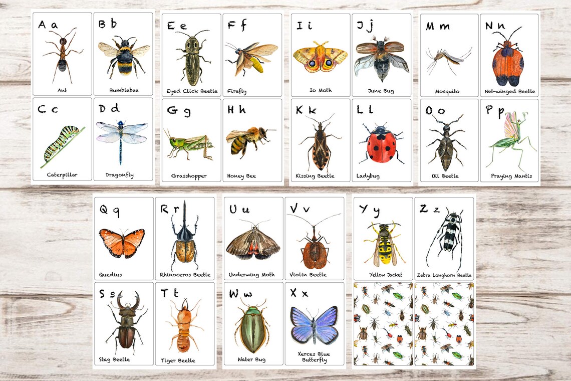 Watercolor ABC Insects Flashcards | Etsy