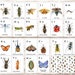 Watercolor ABC Insects Flashcards | Etsy