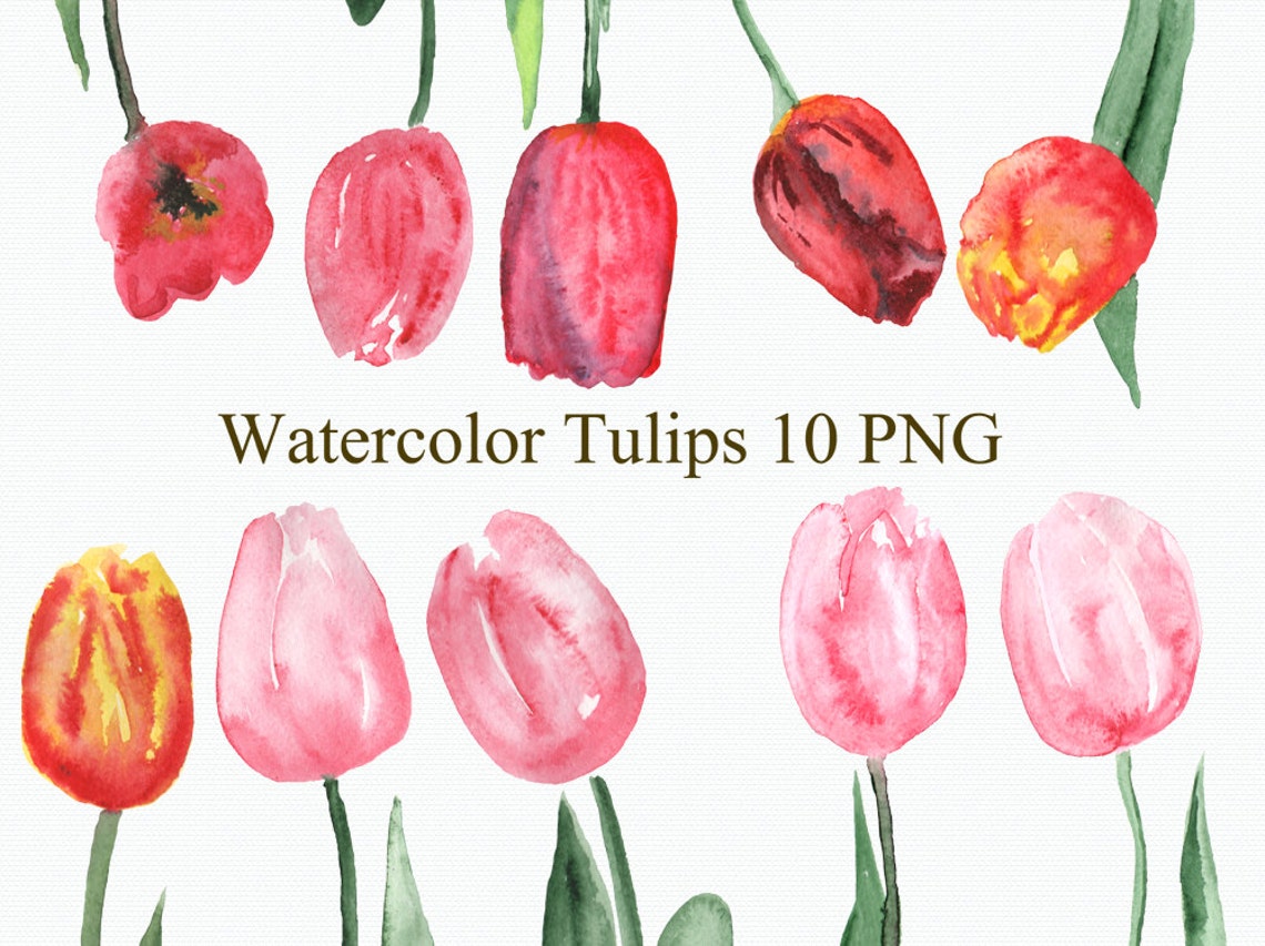 10 Watercolor Tulips Clip Art clipart - Etsy
