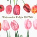 10 Watercolor Tulips Clip Art clipart - Etsy