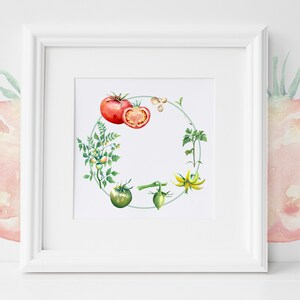 Watercolor Tomato Life Cycle Set - Etsy