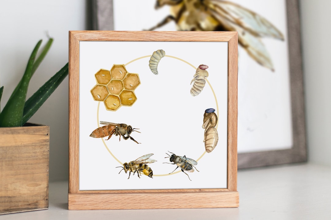 Bee Life Cycle Clip Art and Print - Etsy