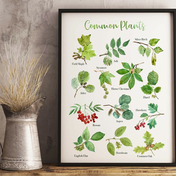 Plant Poster - Etsy Australia