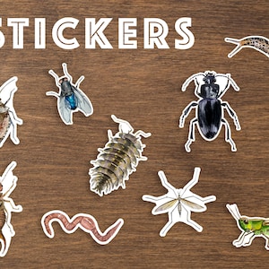 Minibeasts Watercolor Clip Arts, Stickers and Poster - Etsy
