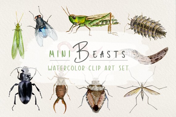 Minibeasts Watercolor Clip Arts Stickers and Poster - Etsy