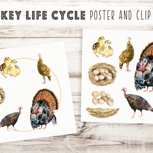 Watercolor Turkey - Etsy