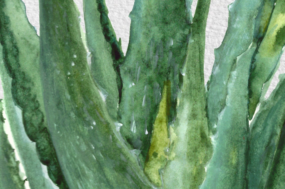 Watercolor Indoor Plants Clip Art Set | Etsy