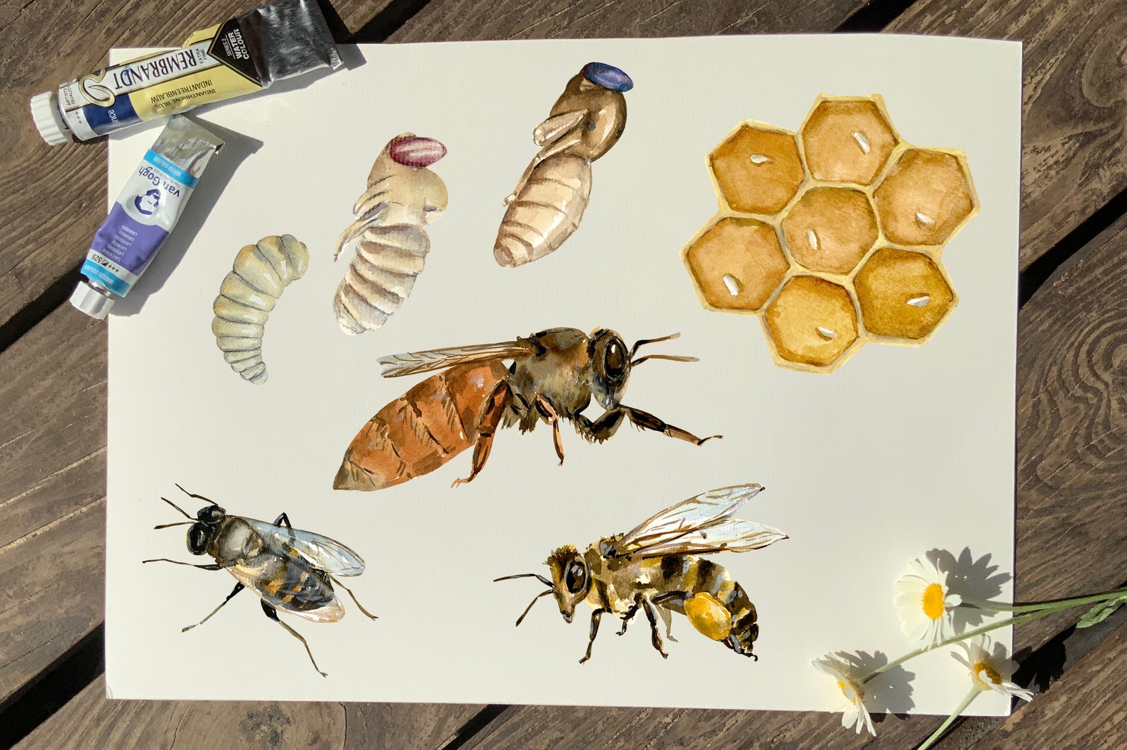 Bee Life Cycle Clip Art and Print - Etsy Australia