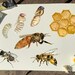 Bee Life Cycle Clip Art and Print - Etsy