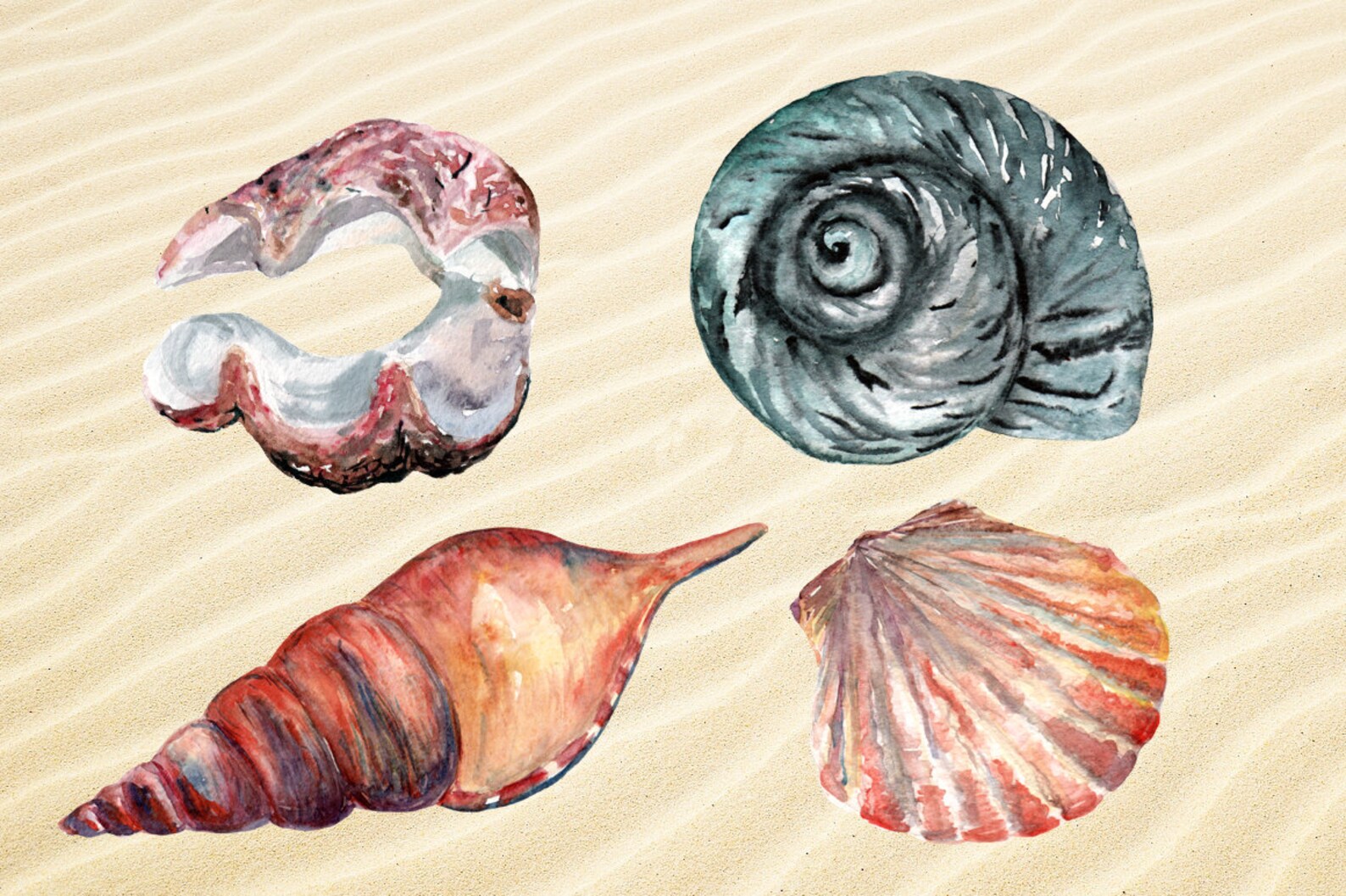 Watercolor Seashell Collection 8 Png - Etsy