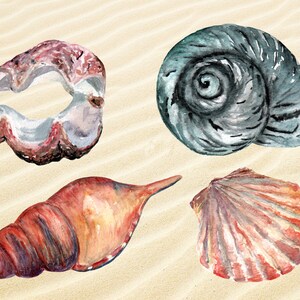 Watercolor Seashell Collection 8 Png - Etsy