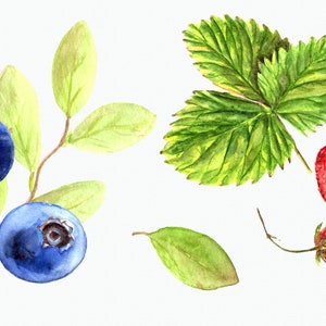 Watercolor Berries Clip Art Set - Etsy