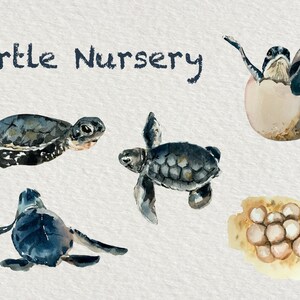 Watercolor Sea Turtle Life Cycle Clip Art and Print - Etsy