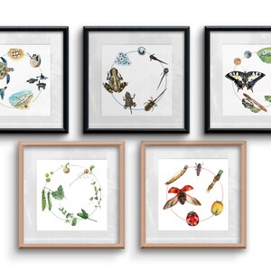 Watercolour Life Cycles Poster Bundle - Etsy