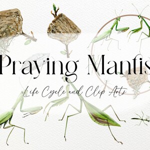 Watercolor Praying Mantis Life Cycle and Clip Arts - Etsy
