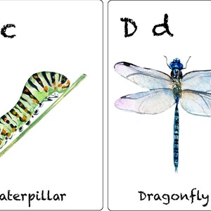 Watercolor ABC Insects Flashcards - Etsy