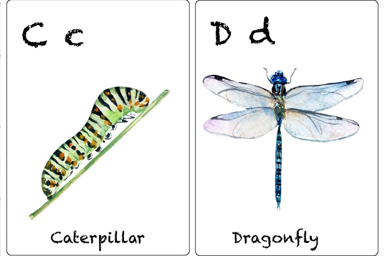 Watercolor ABC Insects Flashcards | Etsy
