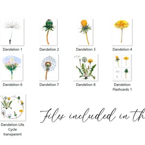 Watercolor Dandelion Life Cycle Set - Etsy