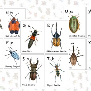 Beetles ABC Flashcards - Etsy