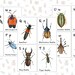 Beetles ABC Flashcards - Etsy