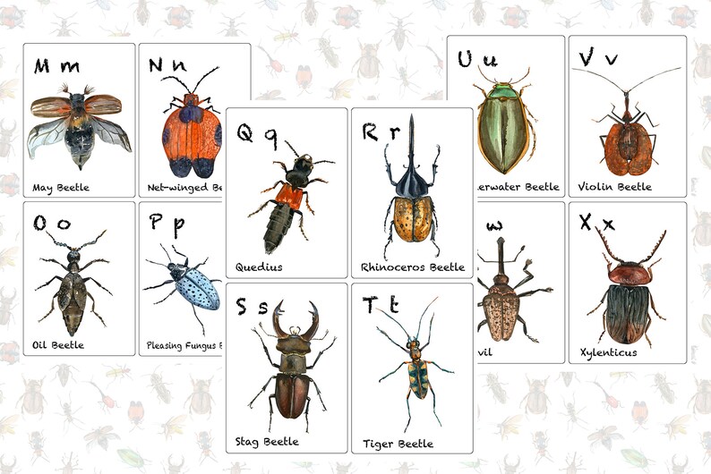Beetles ABC Flashcards - Etsy