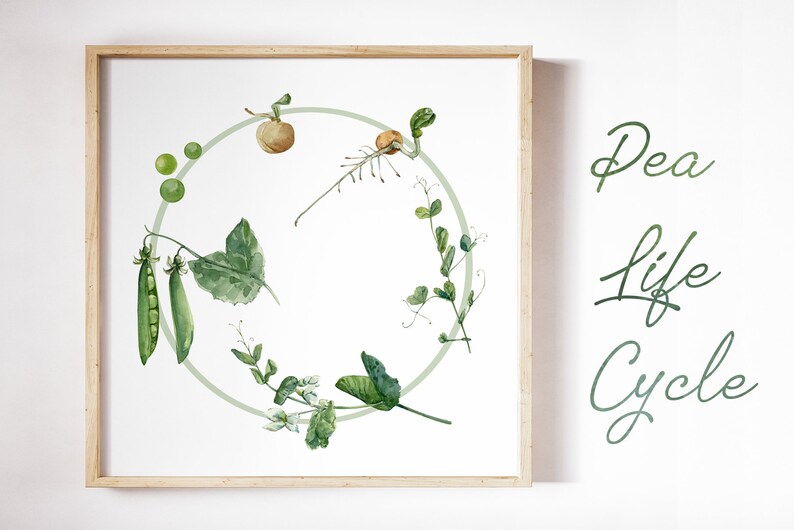 Plant Life Cycle Clip Art and Print - Etsy