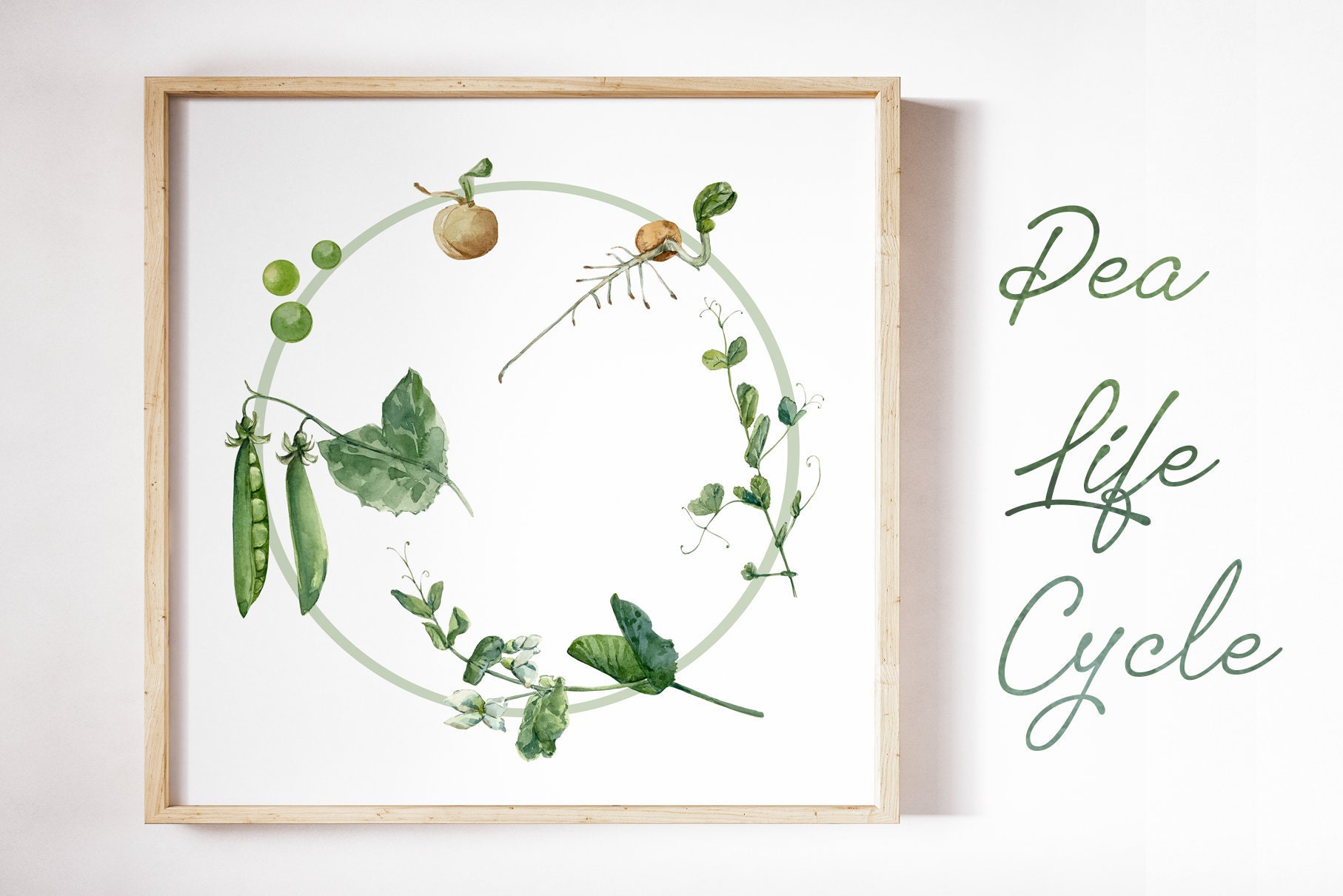 Plant Life Cycle Clip Art and Print - Etsy