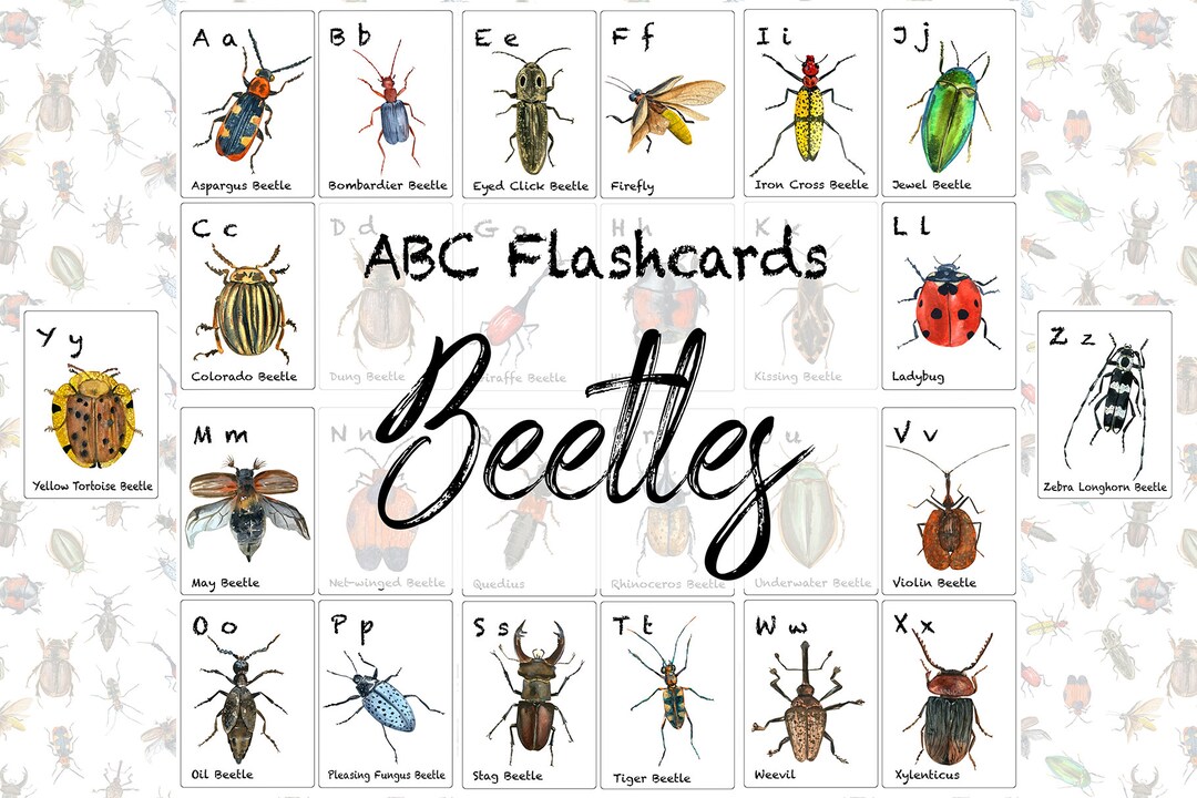 Beetles ABC Flashcards - Etsy