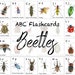 Beetles ABC Flashcards - Etsy