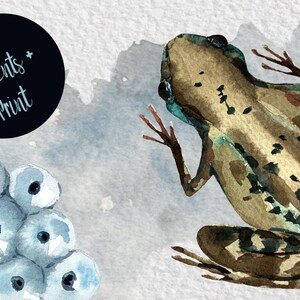 Watercolor Frog Life Cycle Clip Art - Etsy