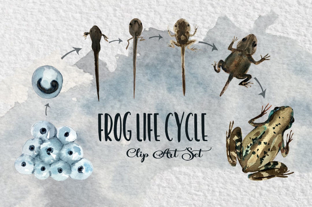 Watercolor Frog Life Cycle Clip Art - Etsy