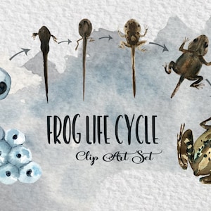 Watercolor Frog Life Cycle Clip Art - Etsy