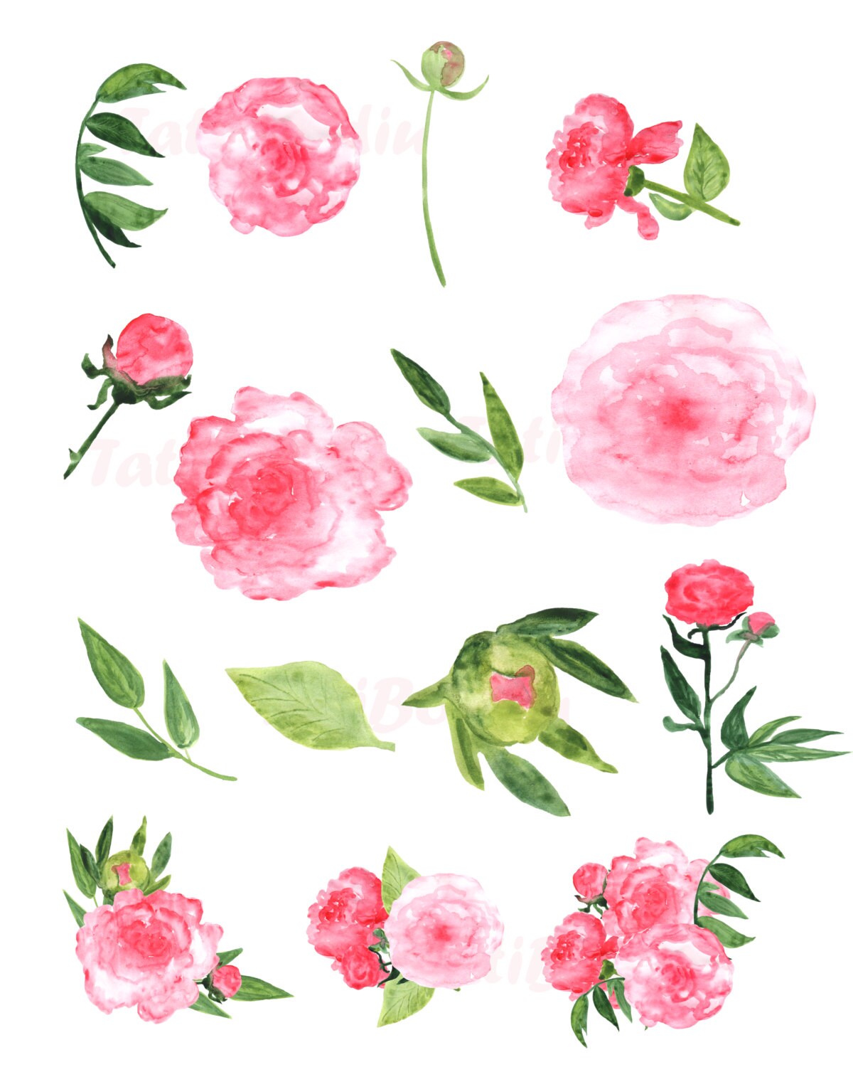 Watercolor Peonies Clip Art - Etsy