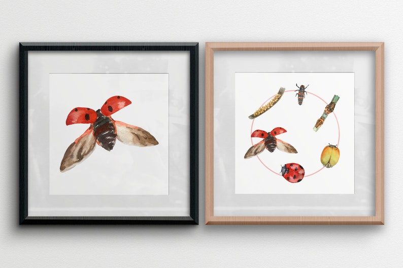 Ladybug Life Cycle Clip Art and Print - Etsy