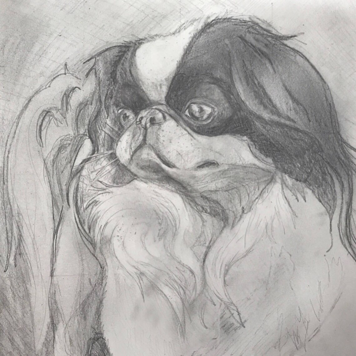 Japanese Chin Black and White Sketch Drawing Pet Portrait Art - Etsy