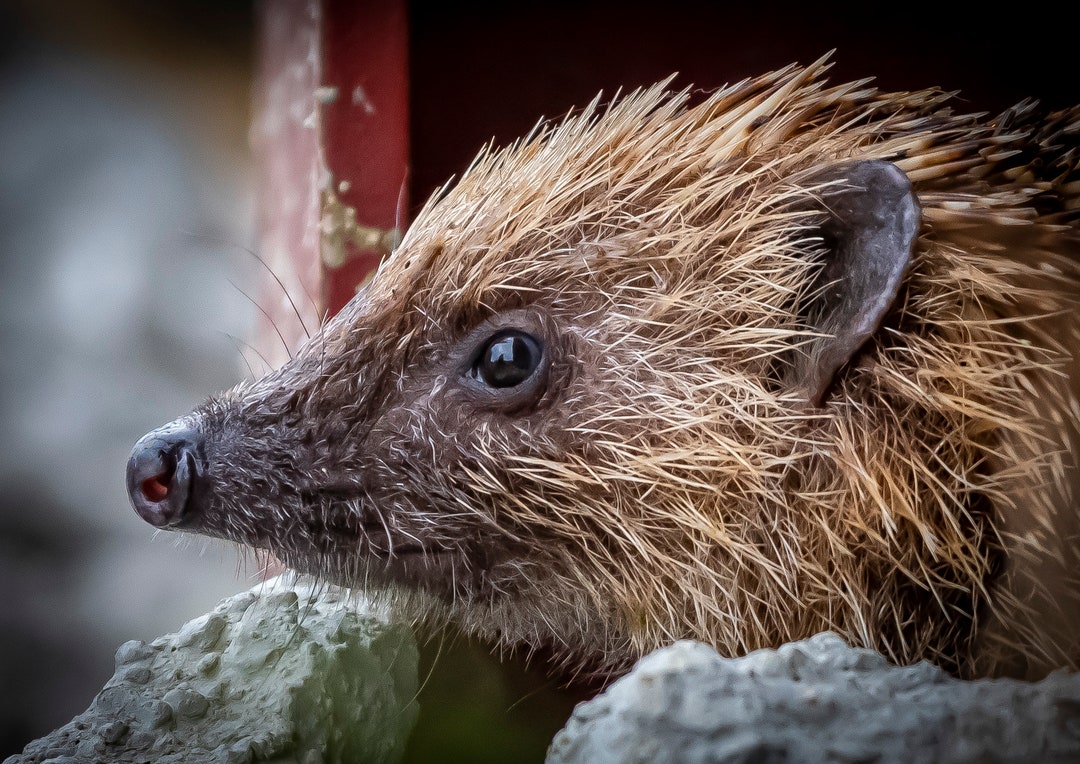 Hedgehog Wildlife Photograph, Stunning High Quality Wildlife ...