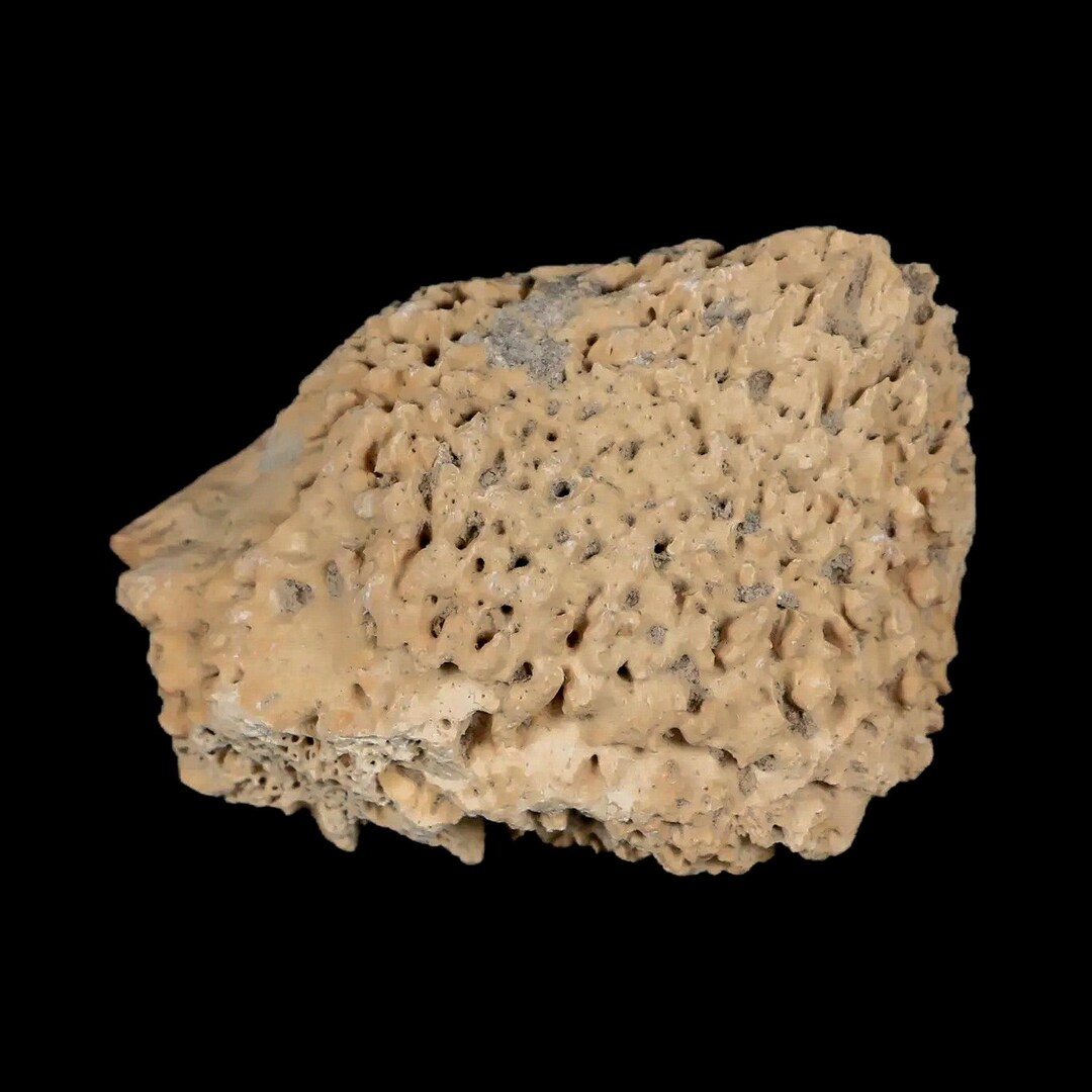 1.9" Glyptodon Fossil Osteoderm Spike Scute Plate Bony Armor ...