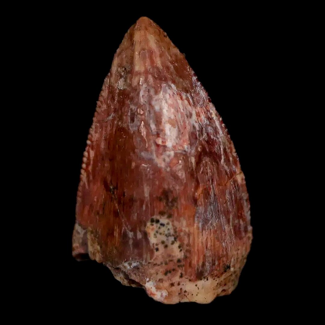 0.7 Phytosaur Fossil Tooth Triassic Age Archosaur Redonda Formation New ...