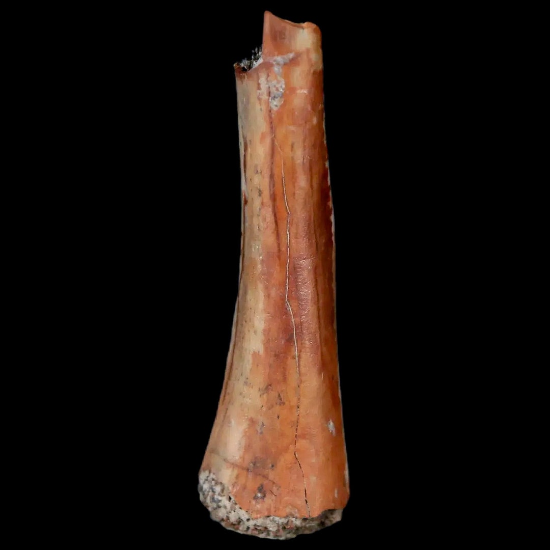 1.1 Raptor Fossil Limb Bone Cretaceous Dinosaur Judith River Formation ...