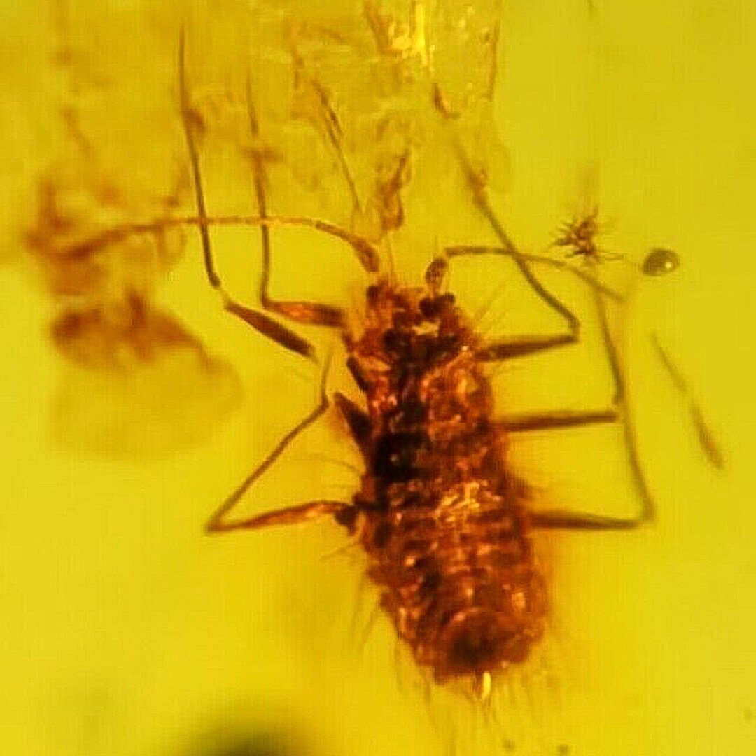 Burmese Insect Amber Scale Bug Fossil Cretaceous Dinosaur Age - Etsy