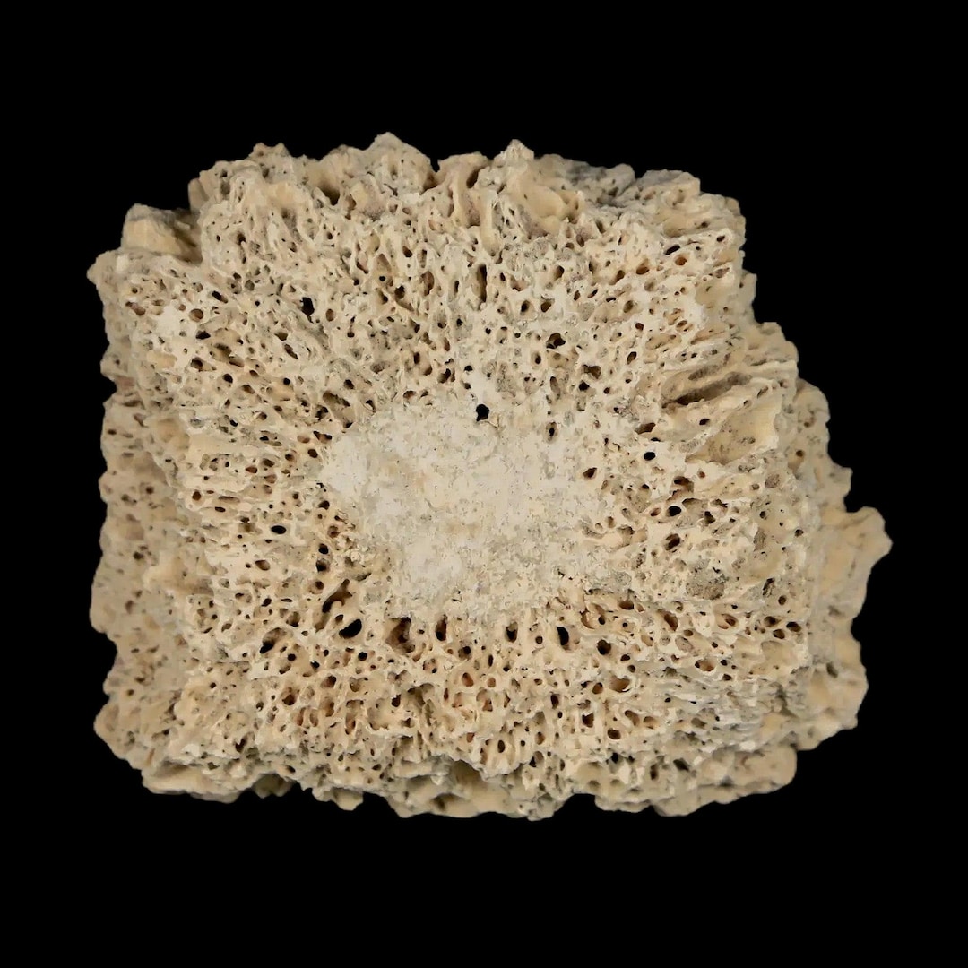 1.8" Glyptodon Fossil Osteoderm Scute Plate Bony Armor Pleistocene Age ...