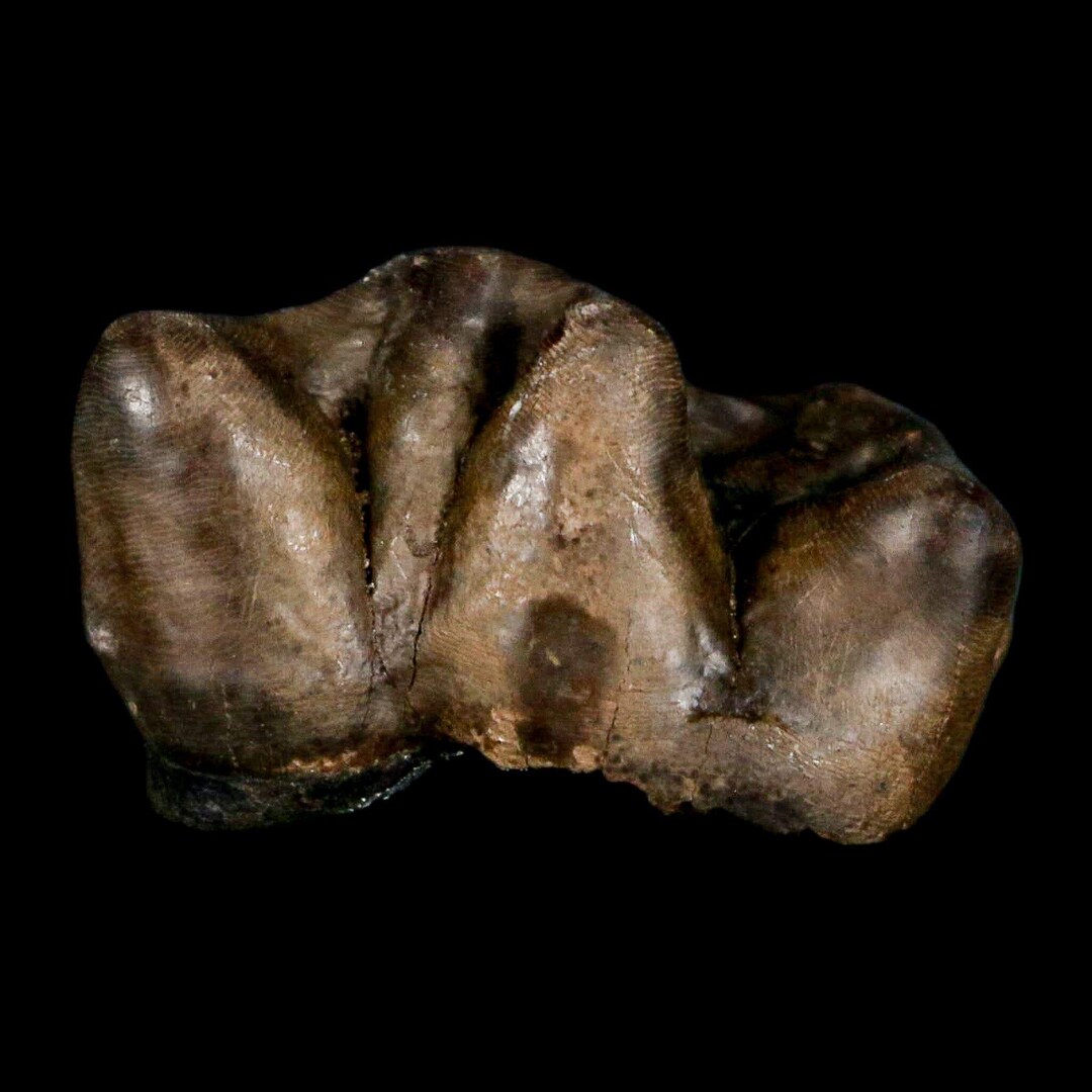 1" Tapir Tapirus Veroensis Fossil Tooth Pleistocene Age Withlacoochee ...