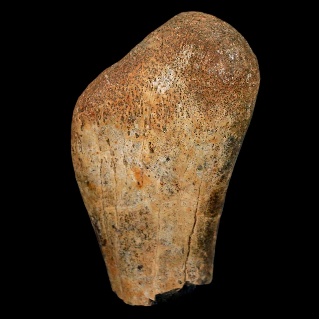 2" Edmontosaurus Dinosaur Fossil Finger Bone Hell Creek Formation ...